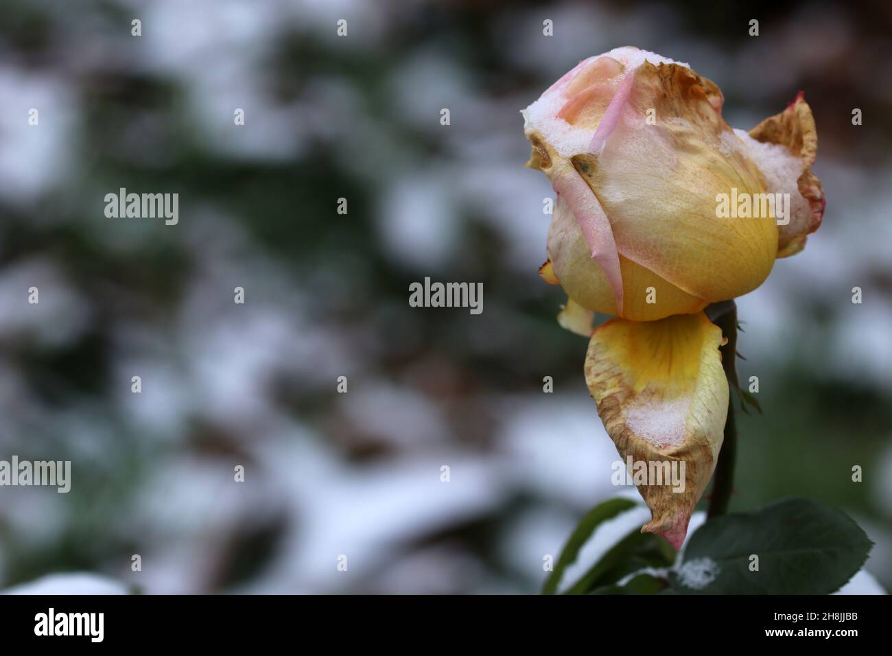 Frozen rose covered with first snow Stock Photo - Alamy