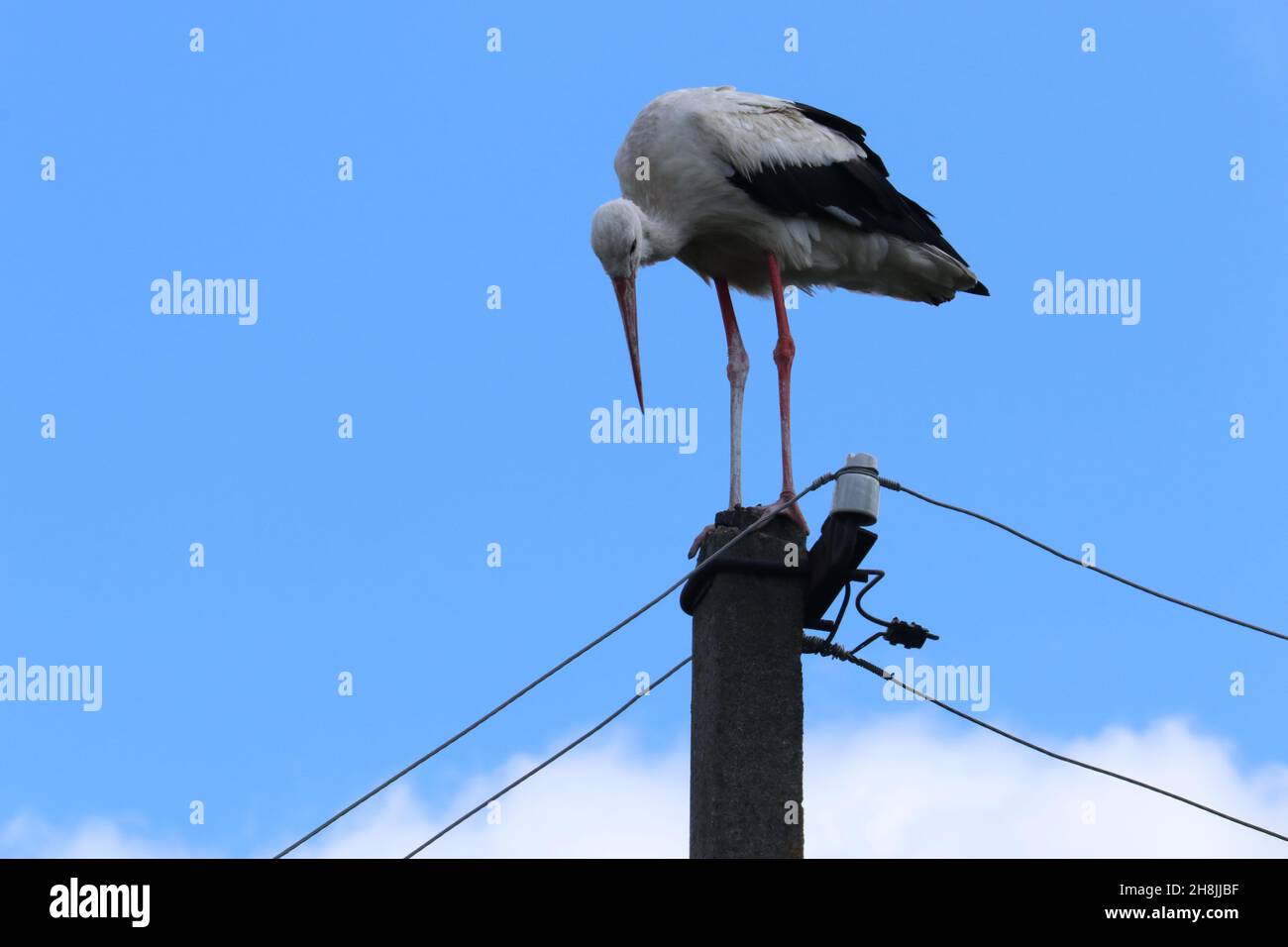 Stork sitting on a power line pole Stock Photo - Alamy