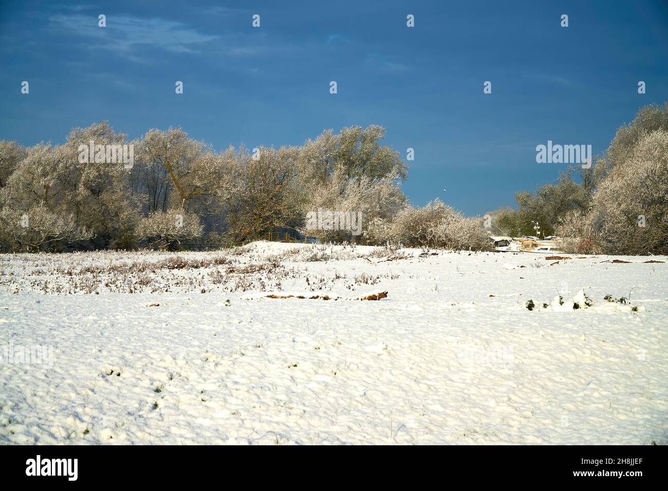 Arctic tree line hi-res stock photography and images - Alamy
