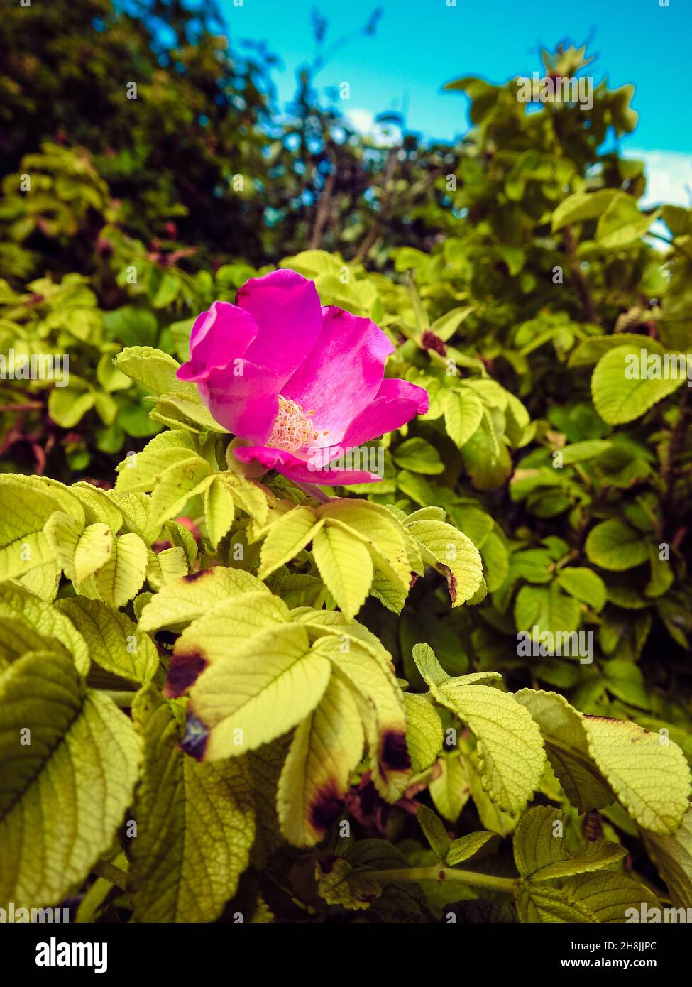 Vertical shot of a beautiful pink rose hip flower on the bush under the ...