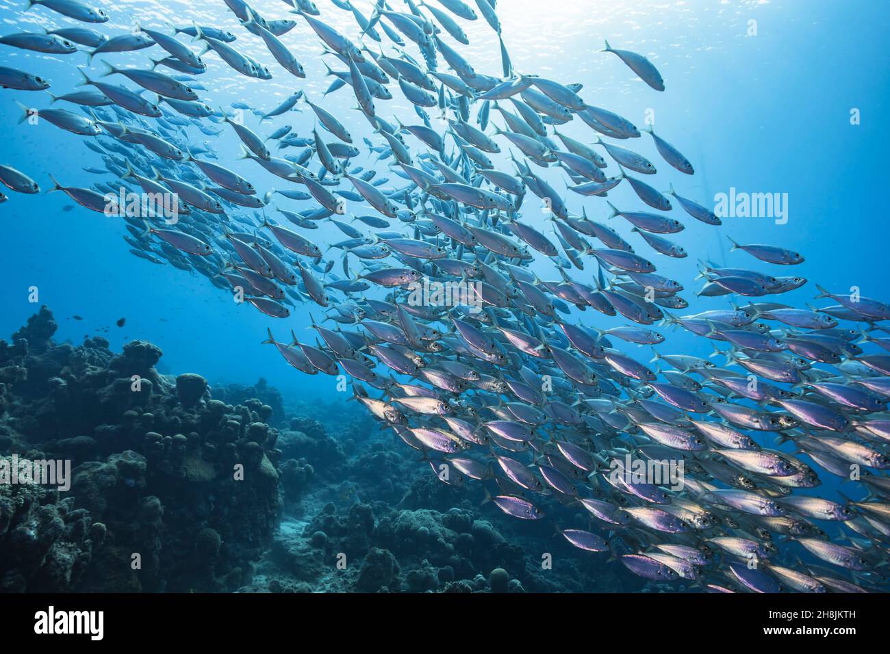 Seascape with Bait Ball, School of Fish in the coral reef of the ...