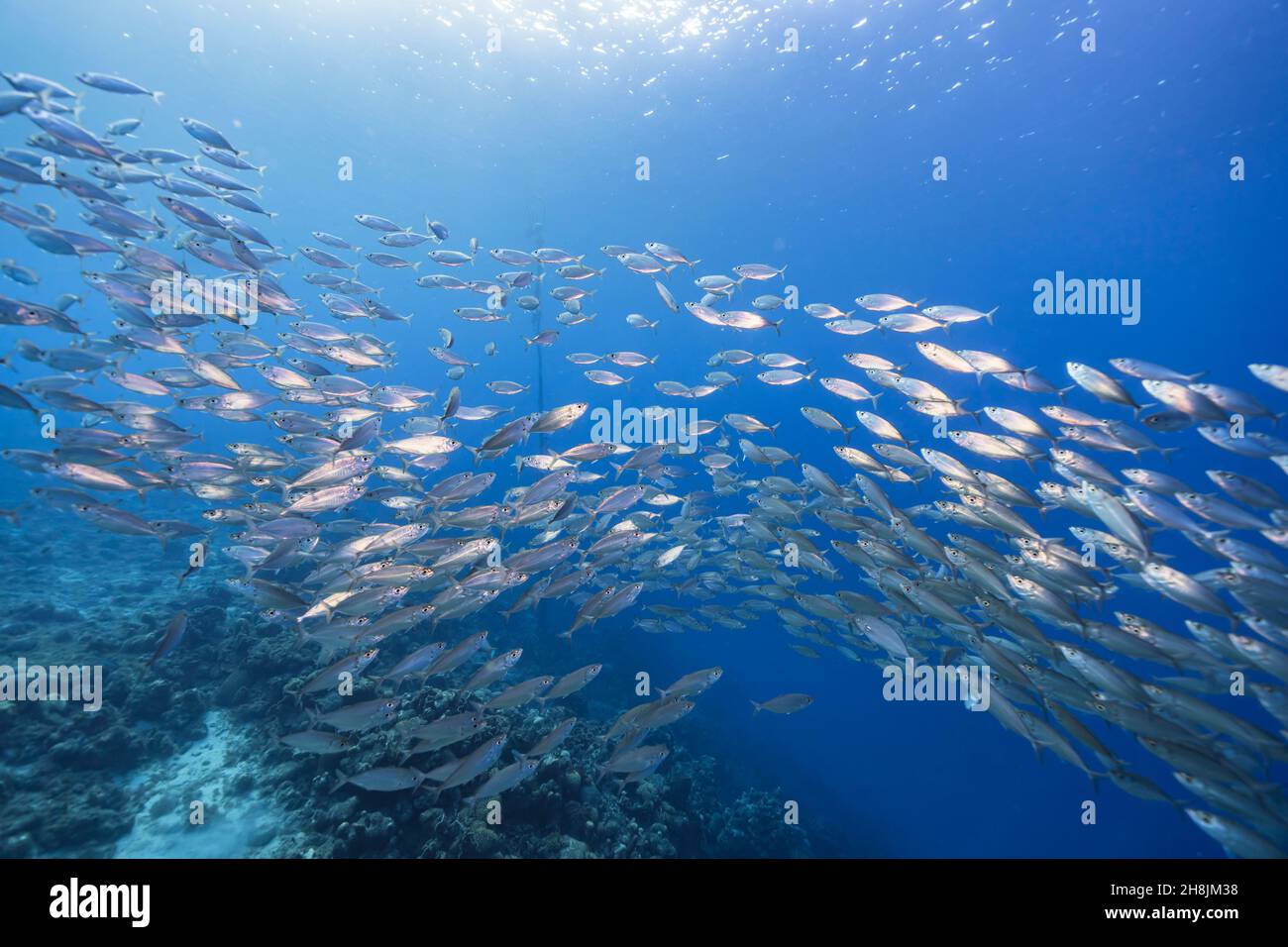 Seascape with Bait Ball, School of Fish in the coral reef of the ...