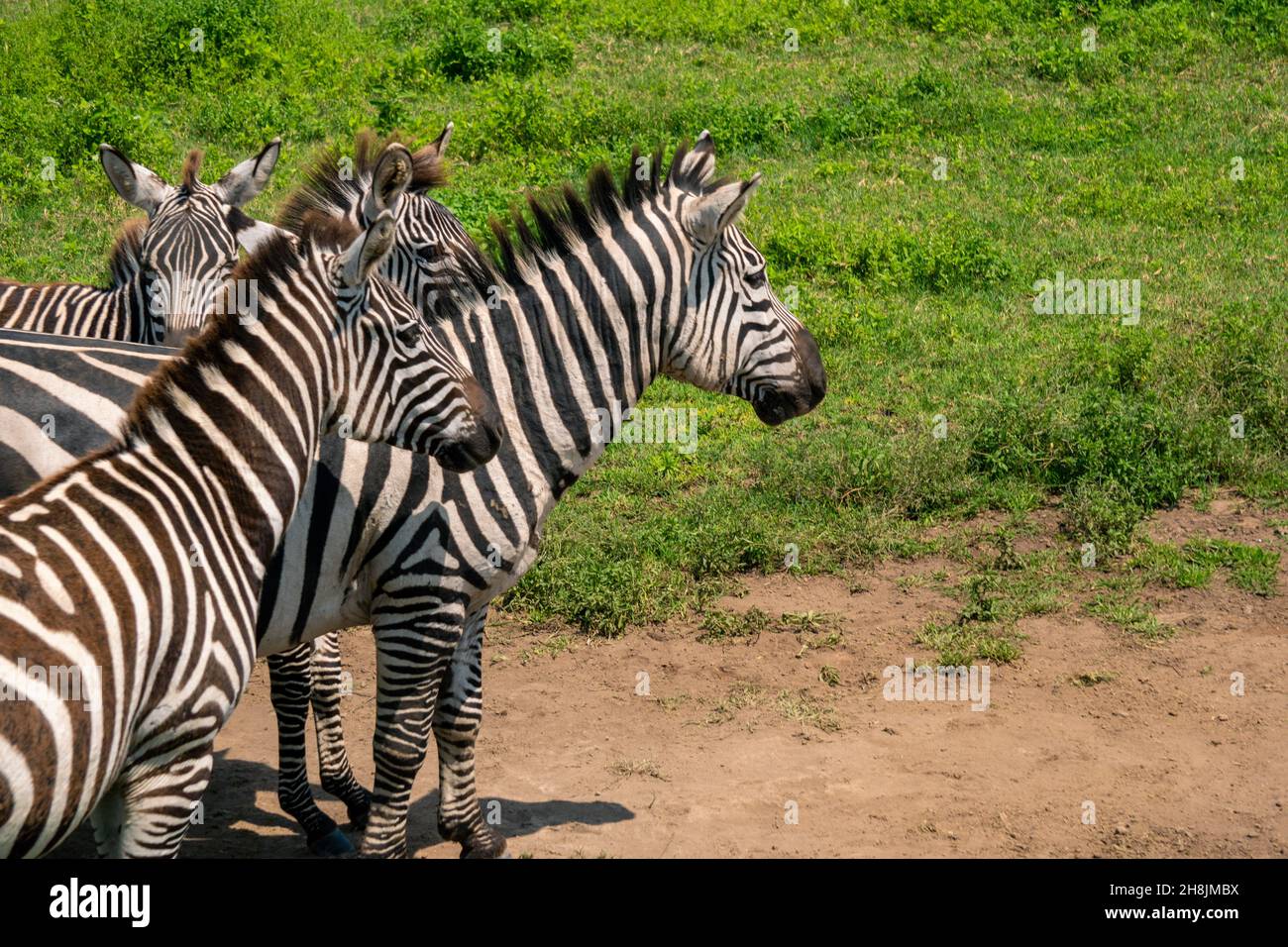Plains zebras, also known as the common zebra. Ngorongoro Concervation ...