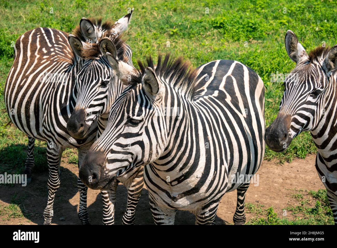Plains zebras, also known as the common zebra. Ngorongoro Concervation ...