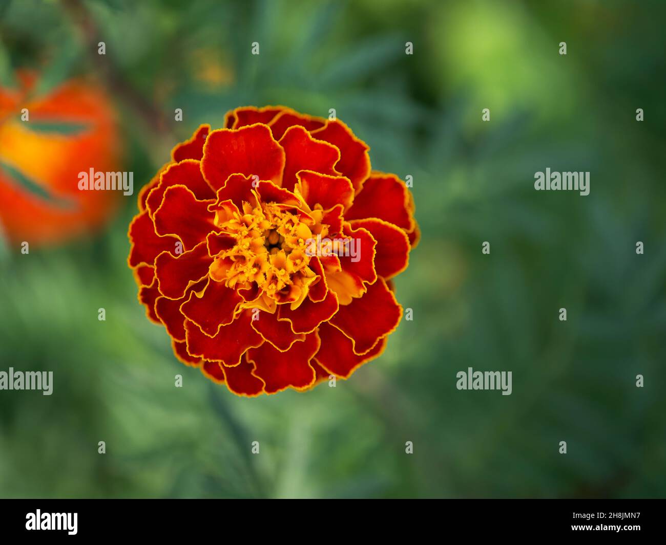 Closeup shot red marigold flower hi-res stock photography and images ...