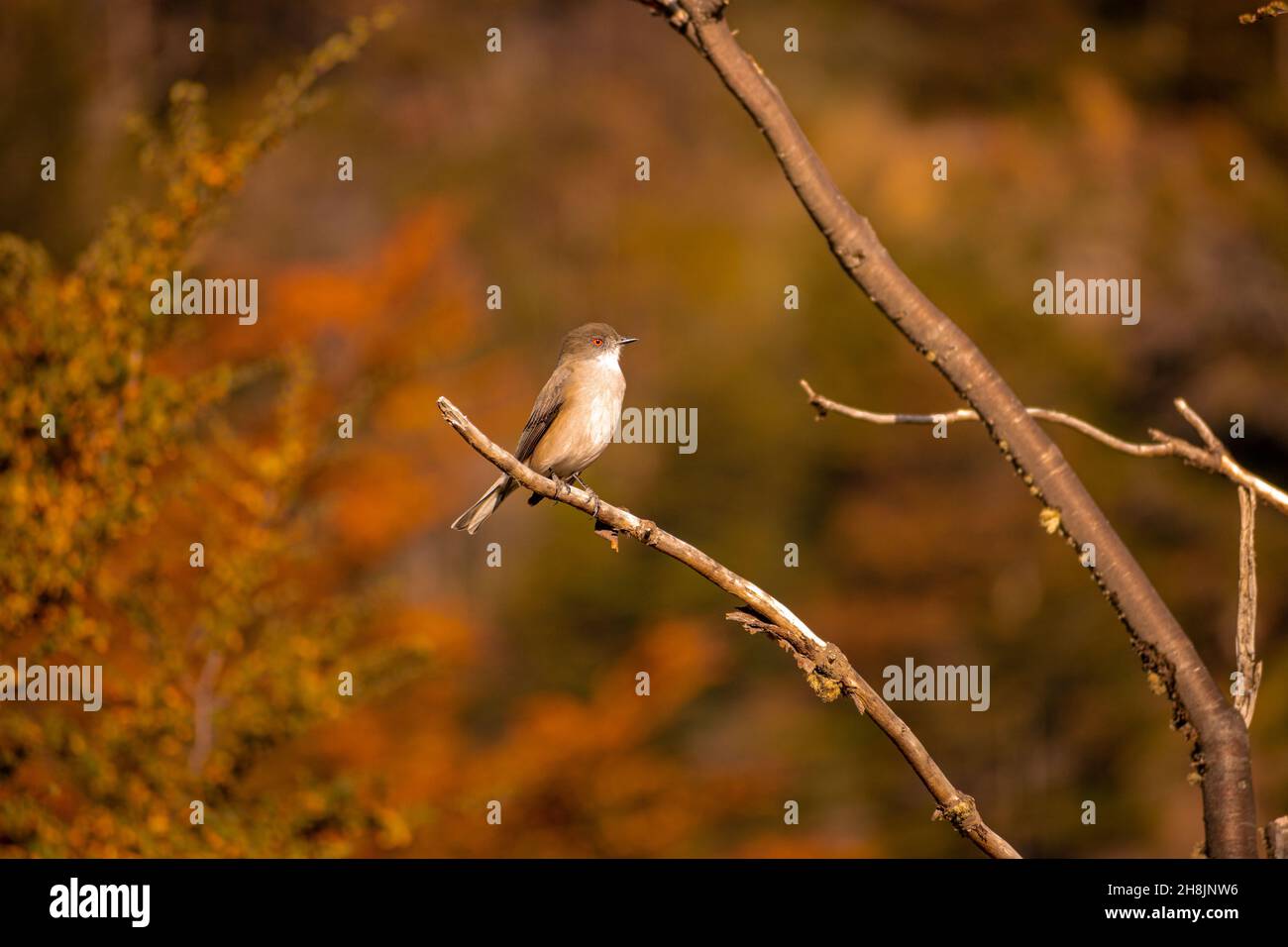 Bird singing over the tree Stock Photo - Alamy