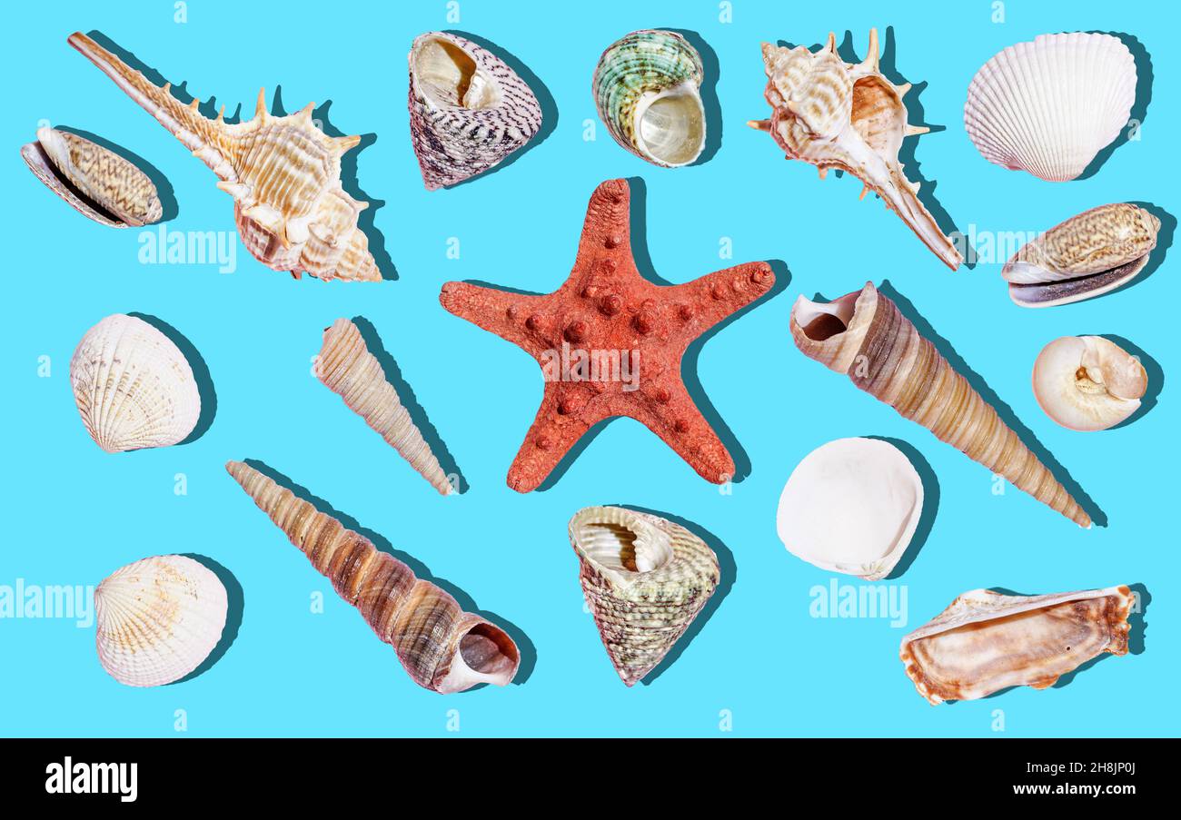 Seashell shell shells sea isolated mix hi-res stock photography and ...