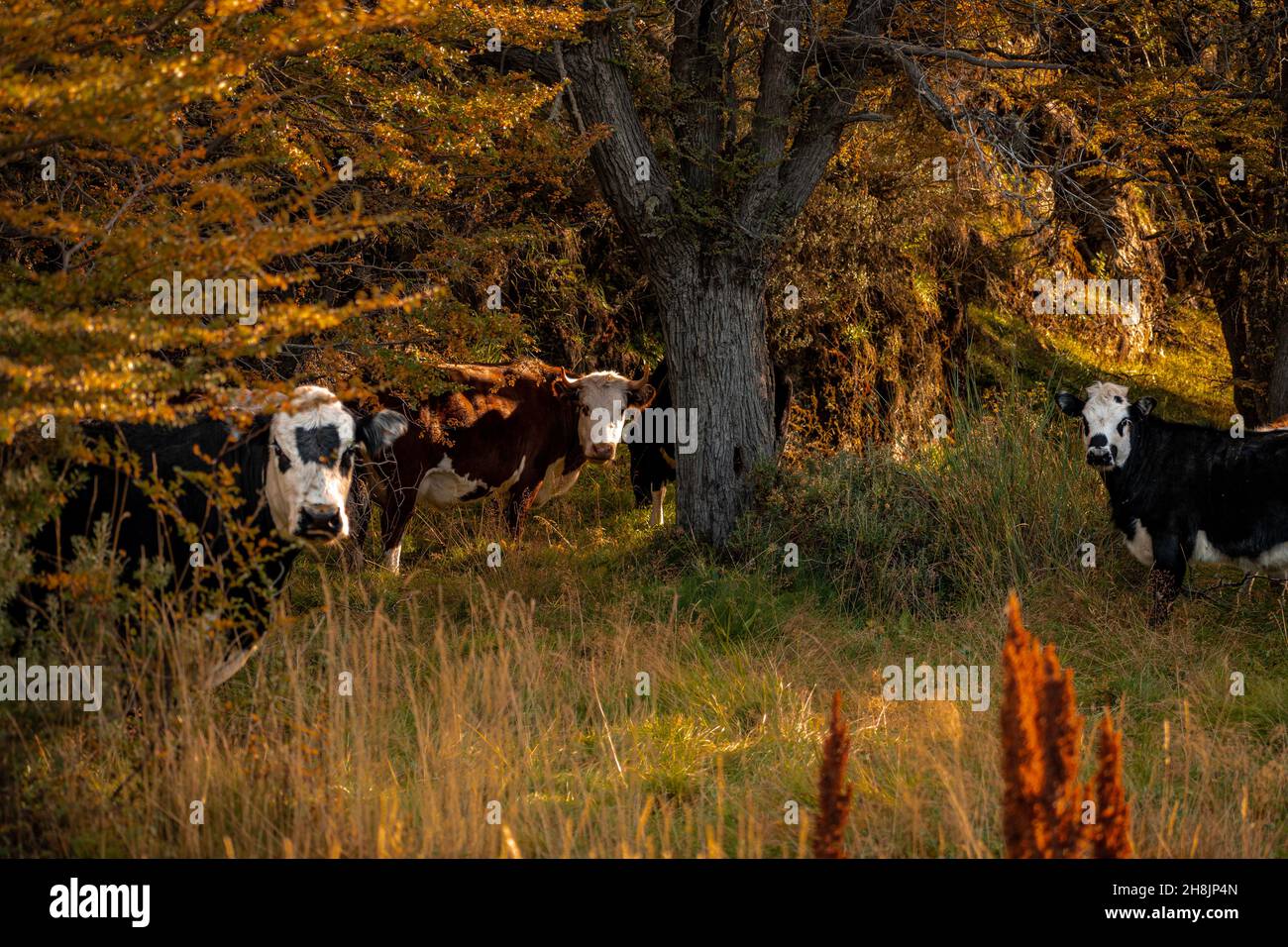 Caws hi-res stock photography and images - Alamy