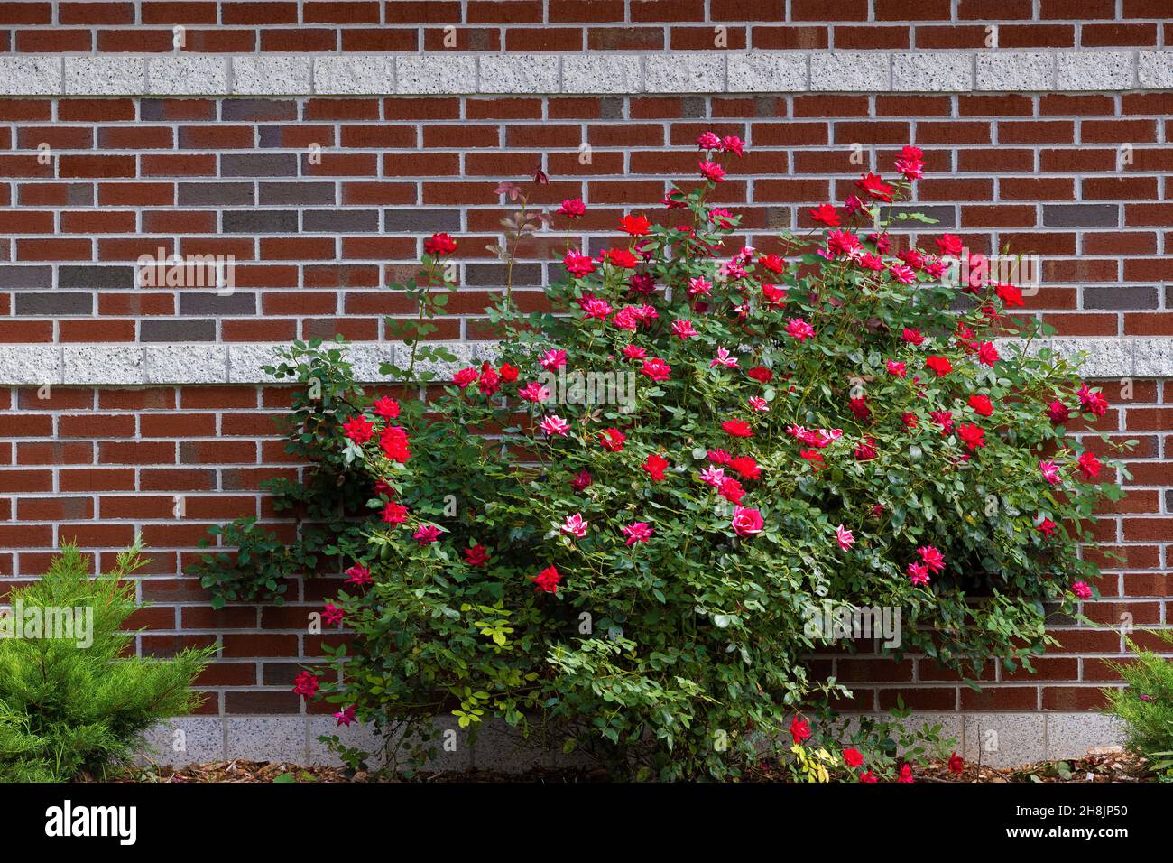 Red rose bush in bloom sits in from of an exterior brick wall of a ...