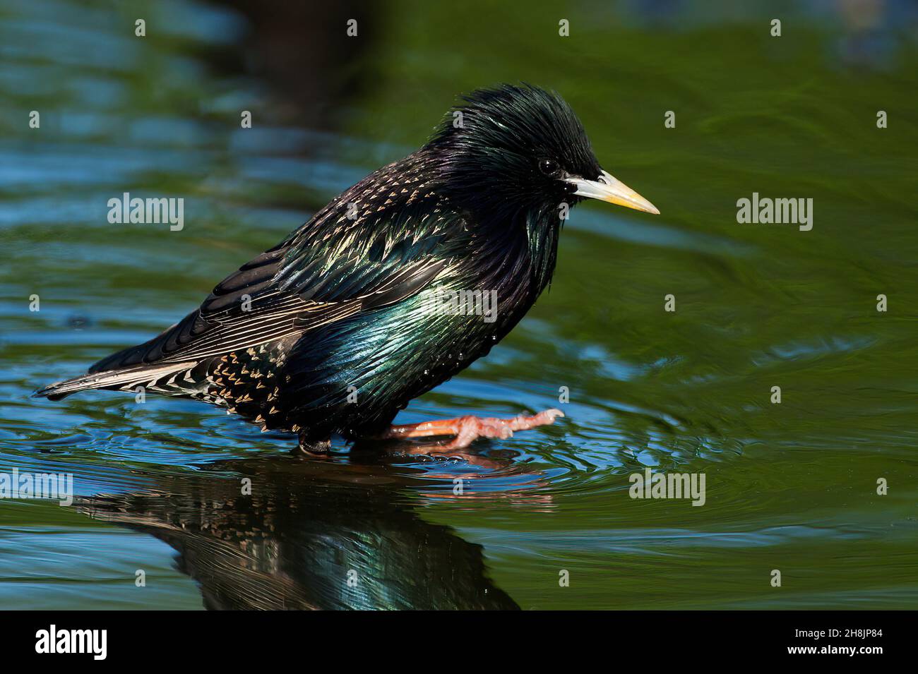 Starling species hi-res stock photography and images - Alamy