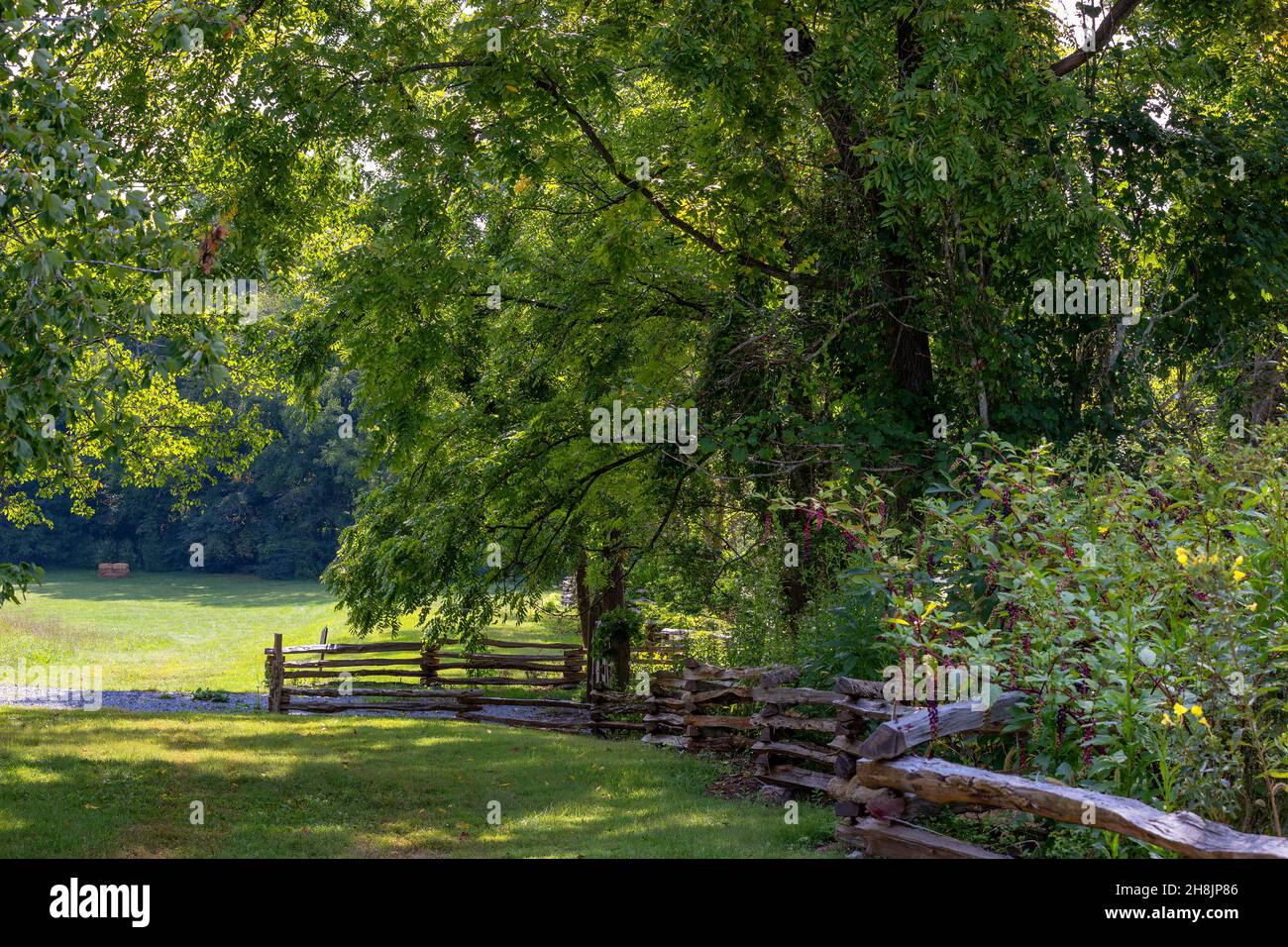 Split rail fence boarders the green grass in a field edged with trees ...