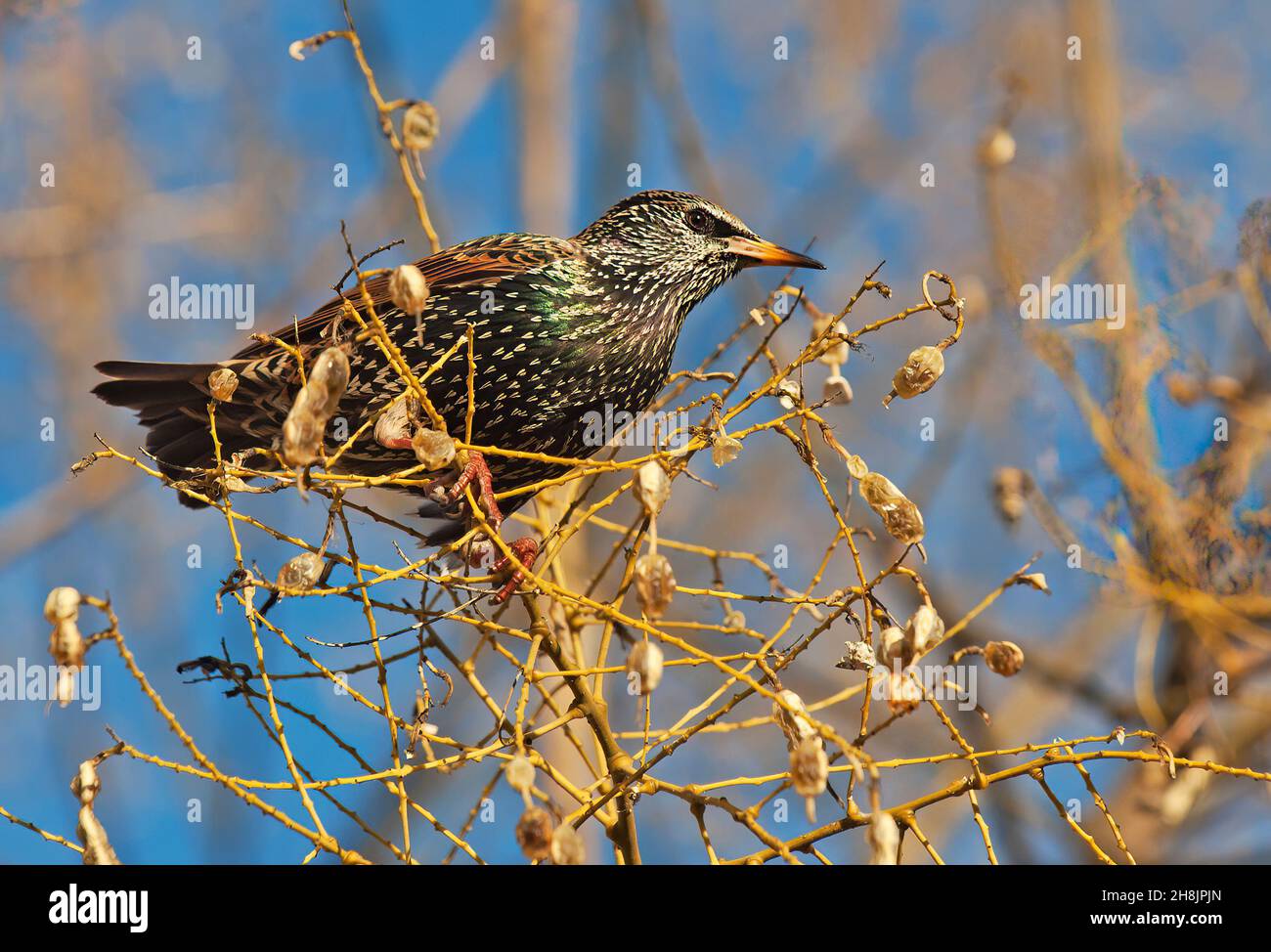 Foraging species hi-res stock photography and images - Alamy