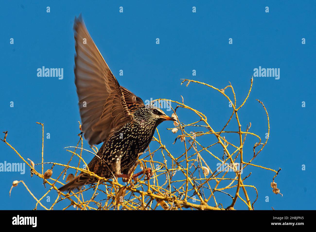 Starlings autumn hi-res stock photography and images - Alamy