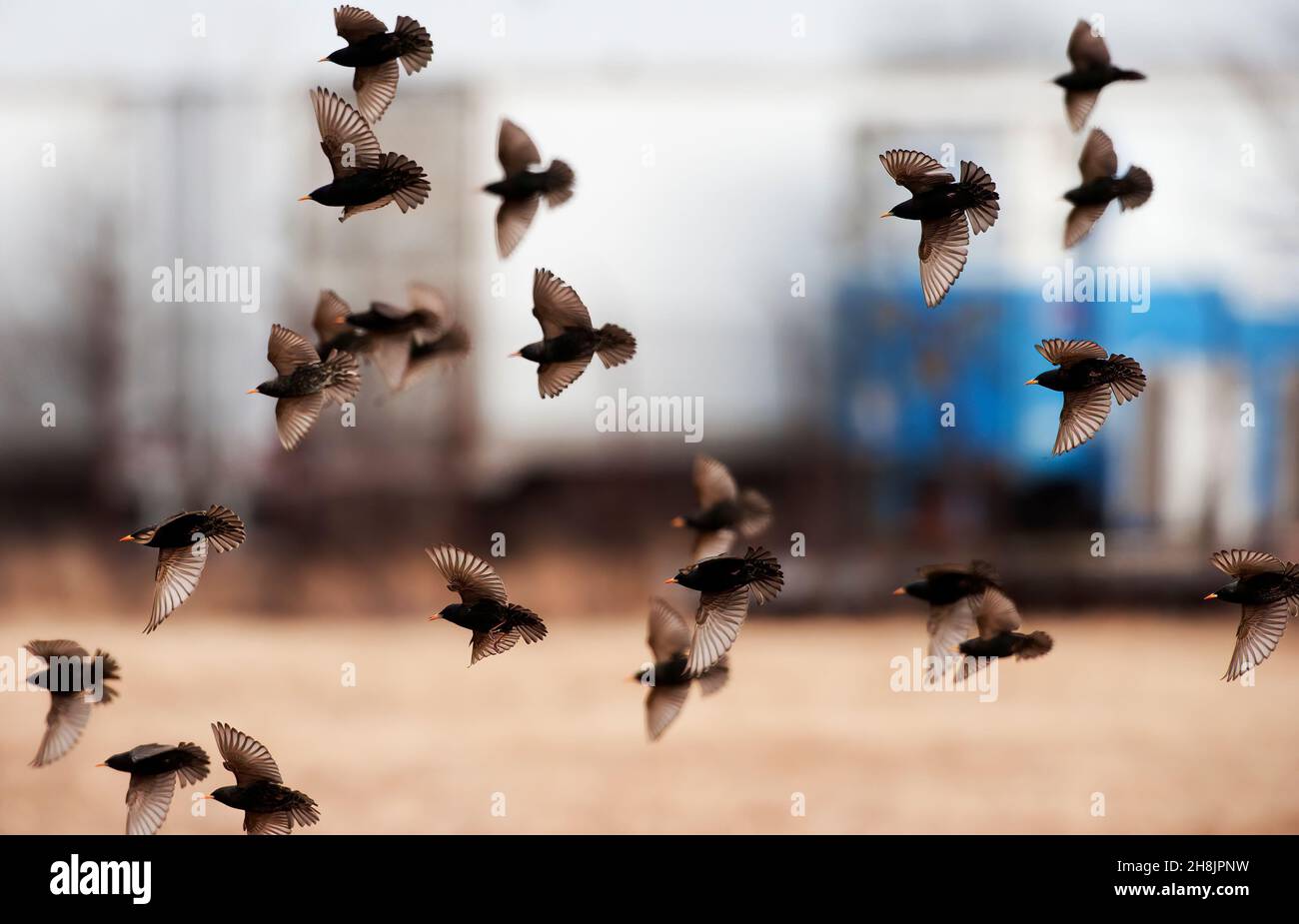 Common starling flying hi-res stock photography and images - Alamy