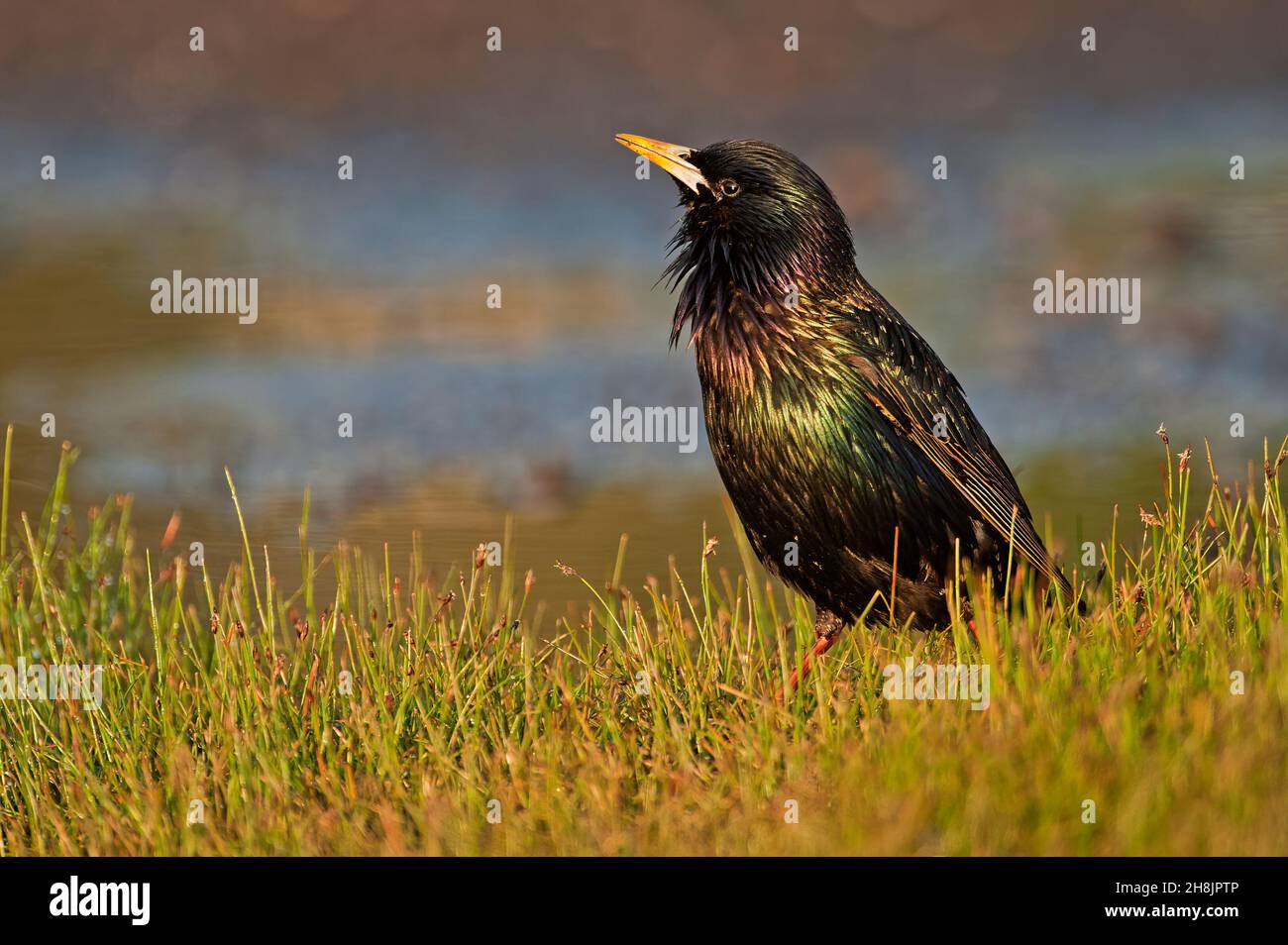 Breeding species hi-res stock photography and images - Alamy