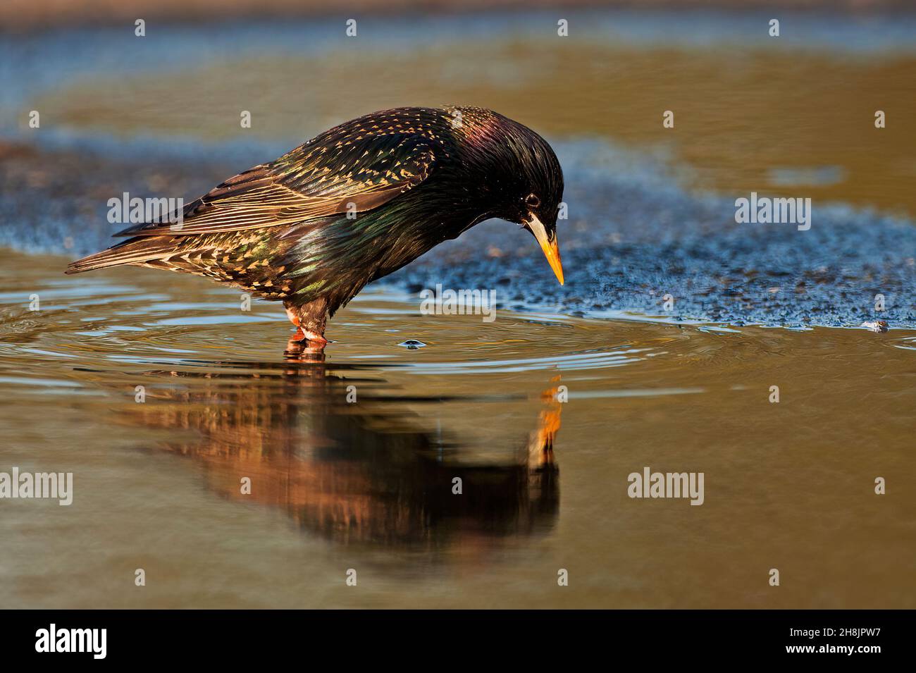 European starling and reflection Stock Photo - Alamy