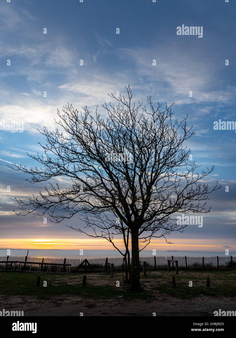 Isolated tree without leaves in winter at sunrise, along the Atlantic ...