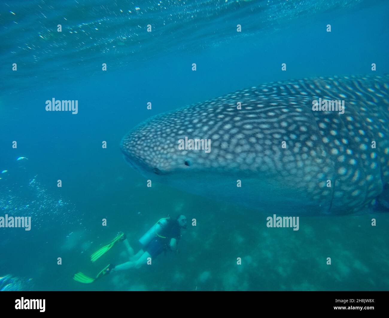 Mesmerizing view underwater seascape hi-res stock photography and ...