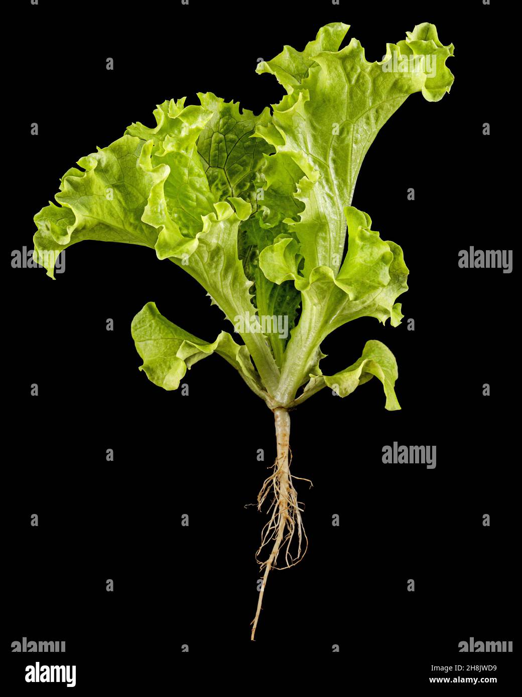 Freshness green leaf lettuce with root, isolated on black background ...
