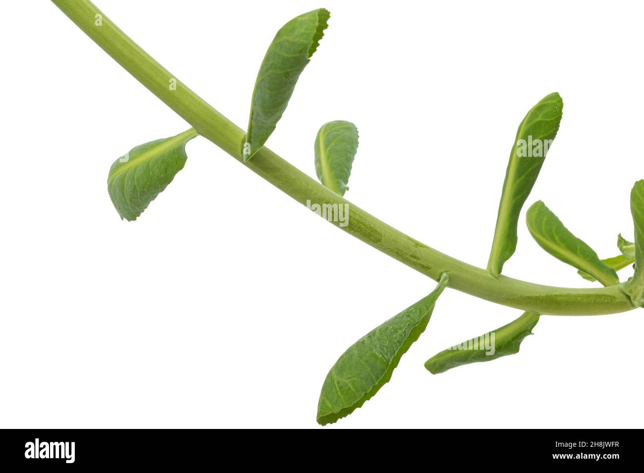 Young cabbage sprout, green stem and leaves, isolated on white ...