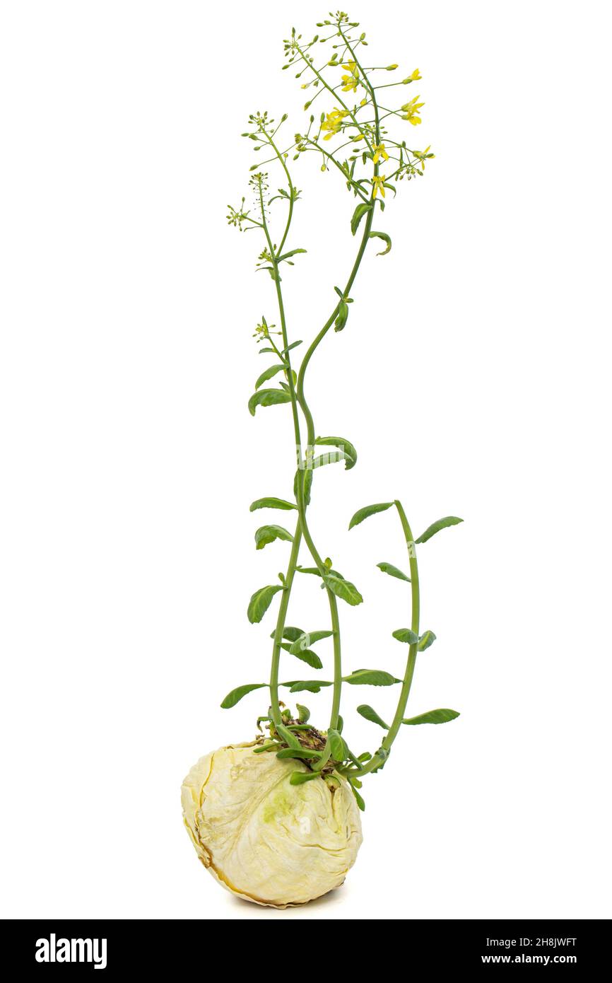 Flowering cabbage, yellow flowers of cabbage, isolated on white ...
