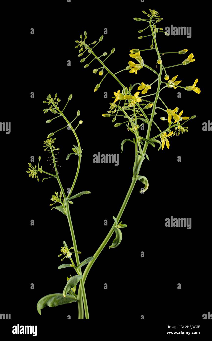 Flowering cabbage, yellow flowers of cabbage, isolated on black ...