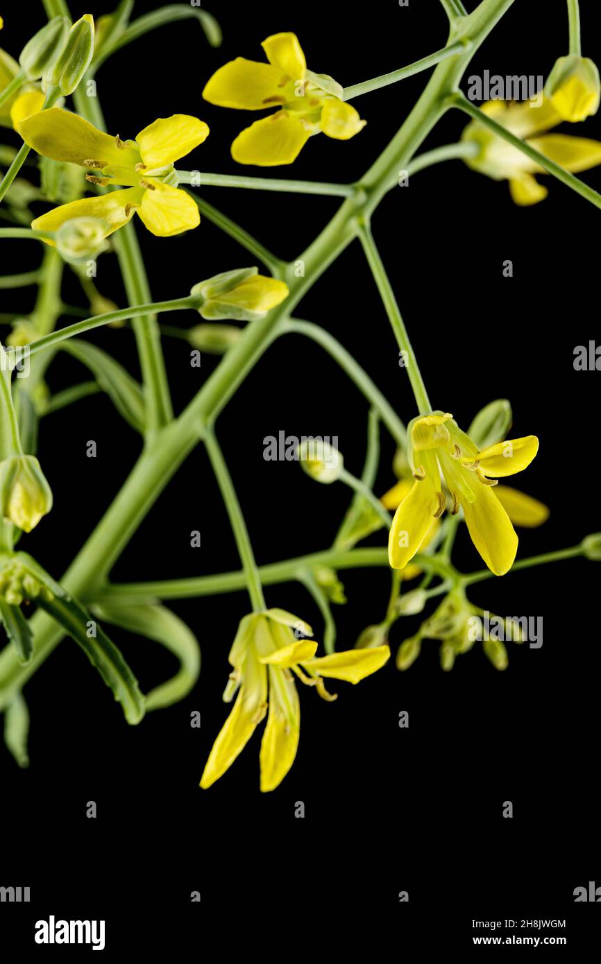 Flowering cabbage, yellow flowers of cabbage, isolated on black ...