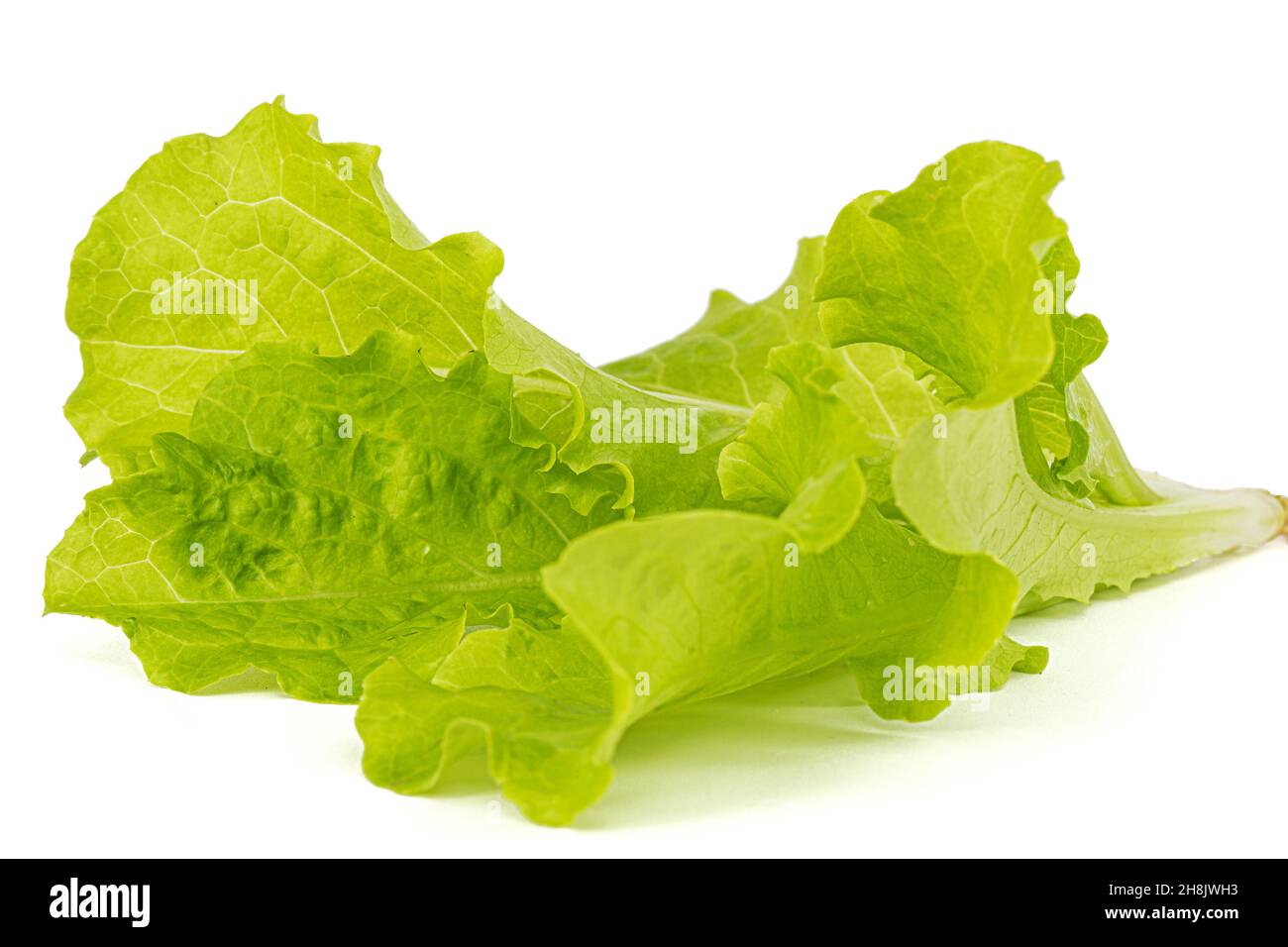 Freshness green leaf lettuce, isolated on white background Stock Photo ...