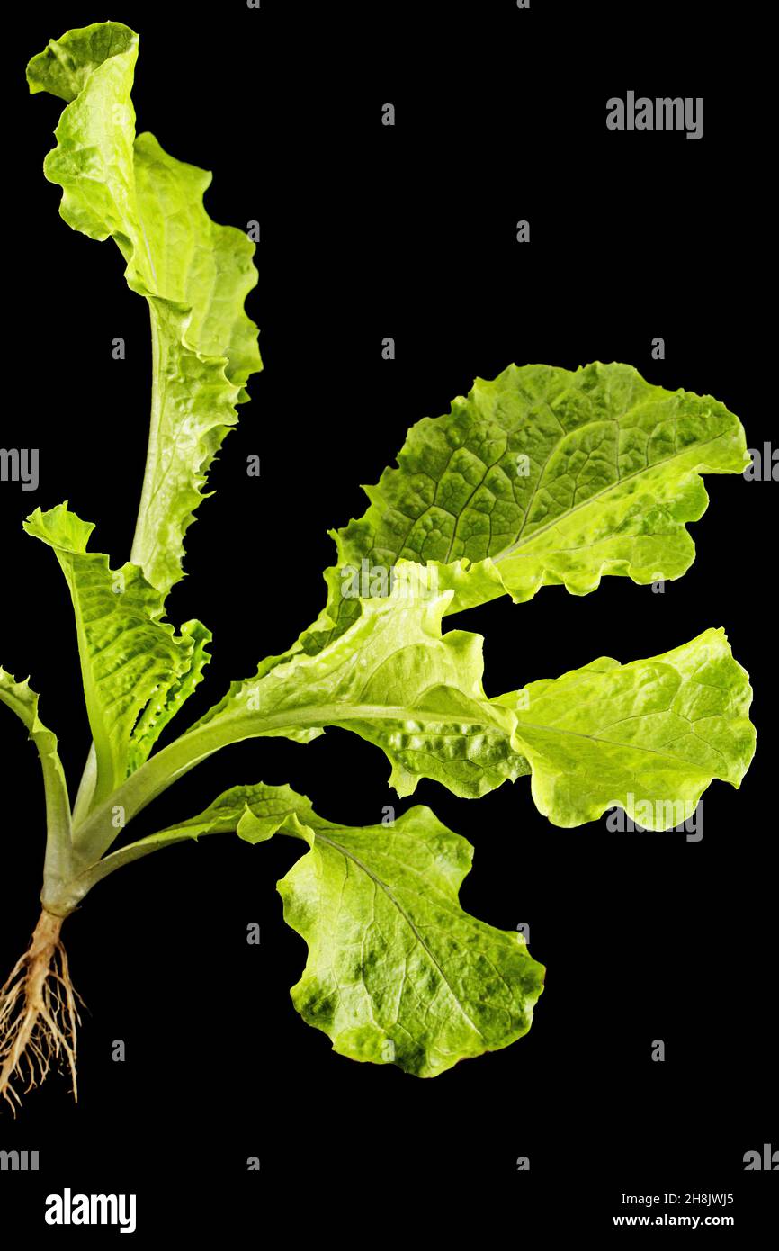 Freshness green leaf lettuce with root, isolated on black background ...