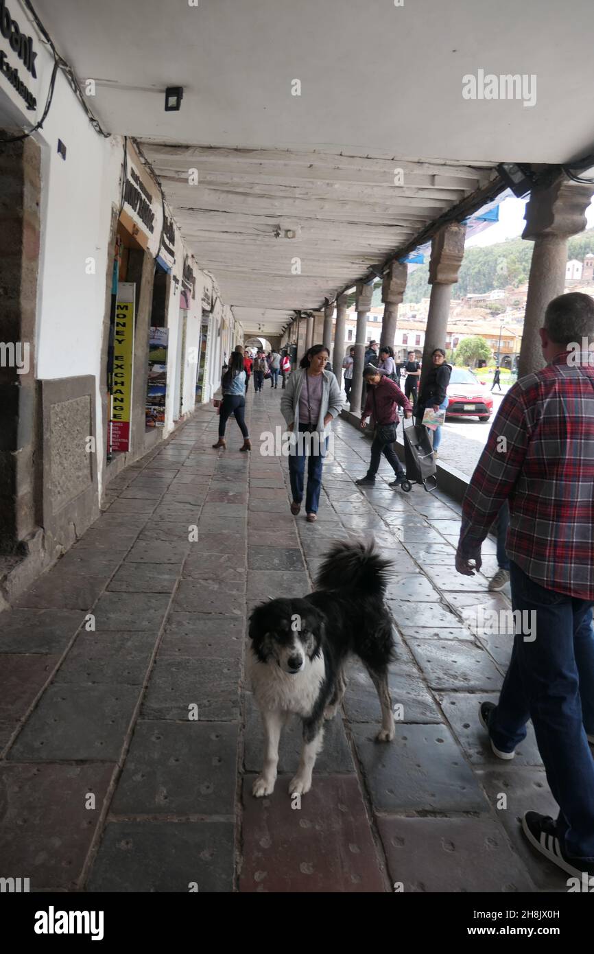 Cusco Peru dog outside street path black and white pillar pillars shop ...