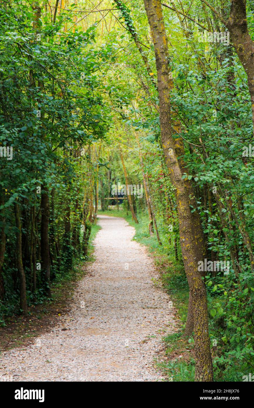 Narrow path in a green forest Stock Photo - Alamy