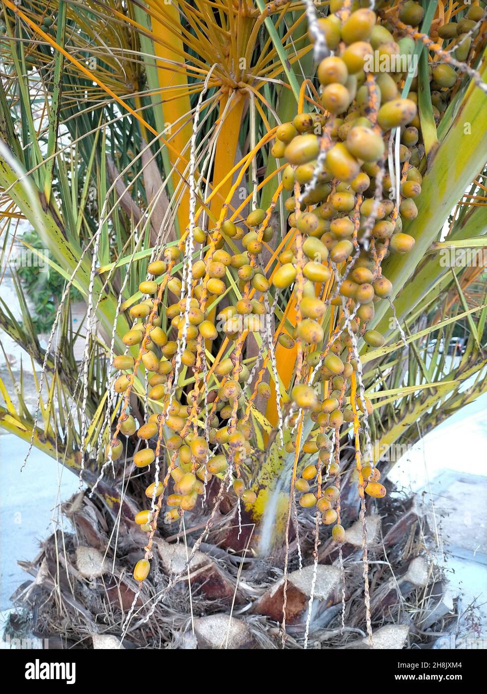 Berries of a Date palm in a tropical forest Stock Photo - Alamy