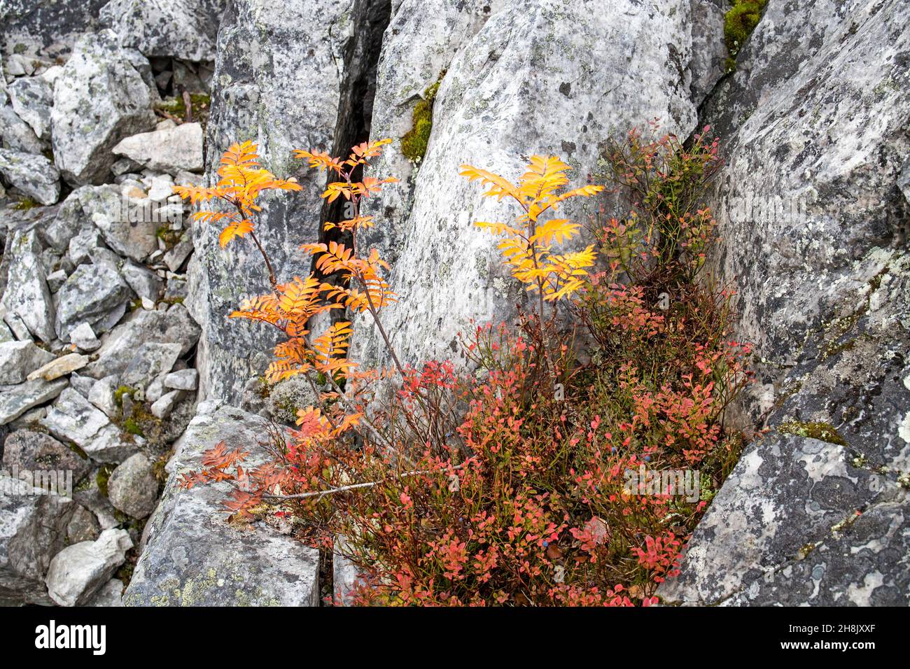 Megalithic seid boulder stones, dead trees in the nature reserve on ...
