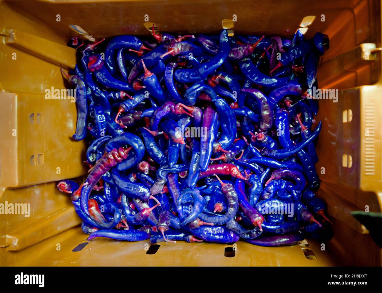 Overhead photograph of hot chili / chile peppers in crate, very ...