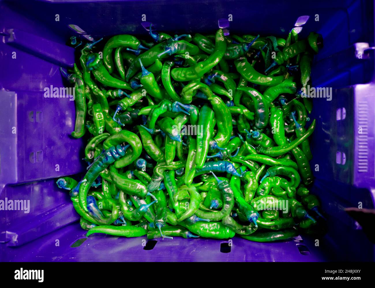 Peppers in purple crate hi-res stock photography and images - Alamy