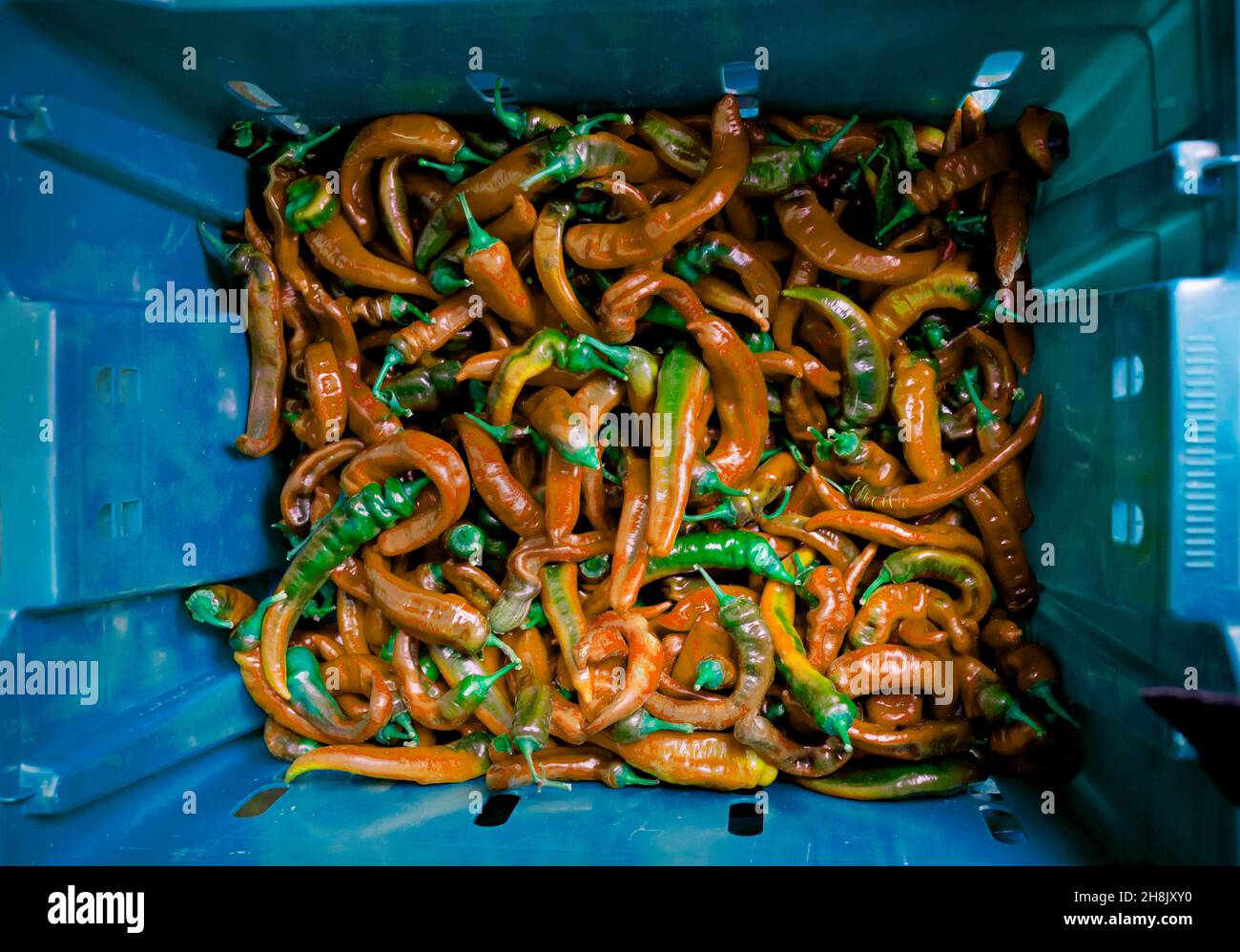 Overhead photograph of hot chili / chile peppers in crate, very ...