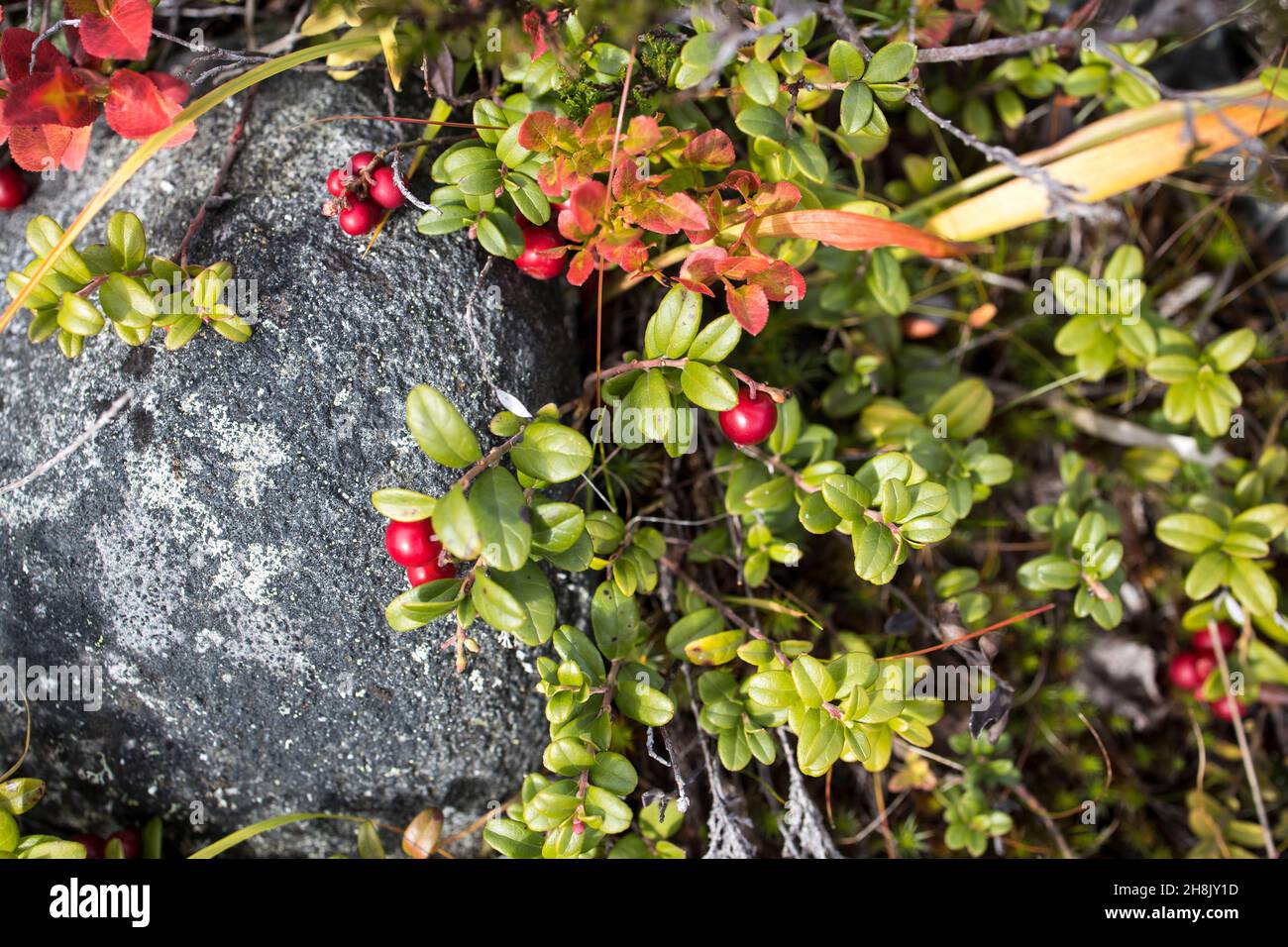 Red moss reserve scotland hi-res stock photography and images - Alamy