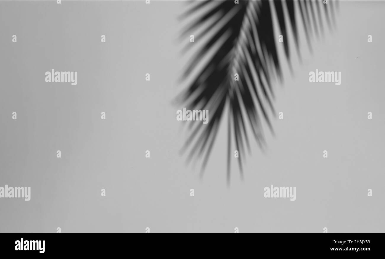 Tree leaf shadow on a white wall Stock Photo - Alamy