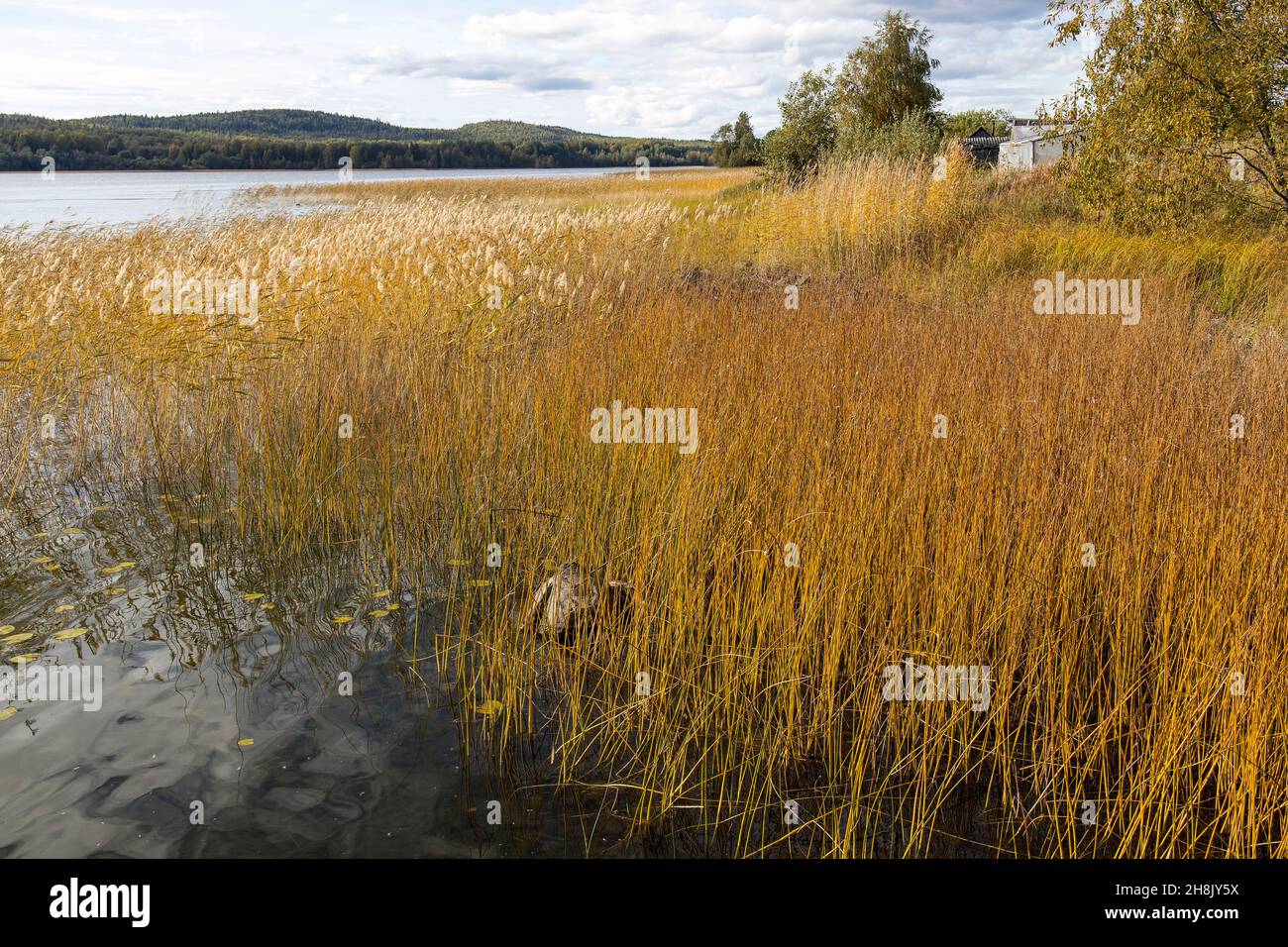 Finnish oak tree hi-res stock photography and images - Alamy