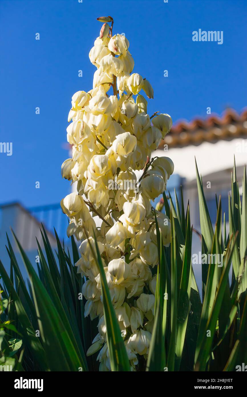 Yucca flowers hi-res stock photography and images - Alamy