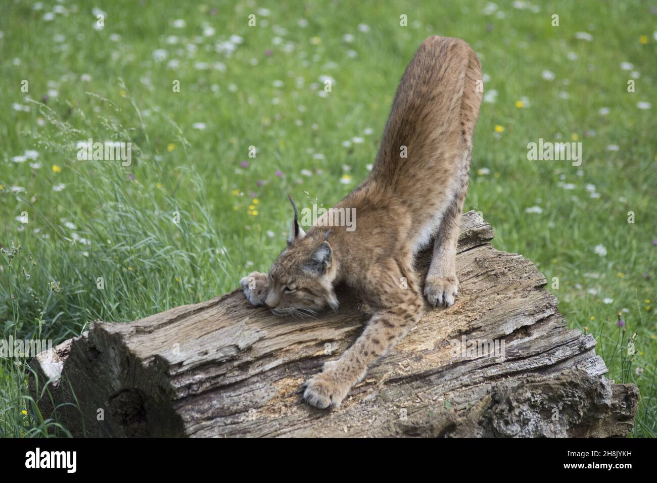Iberian lynx stretching on a stump Stock Photo - Alamy