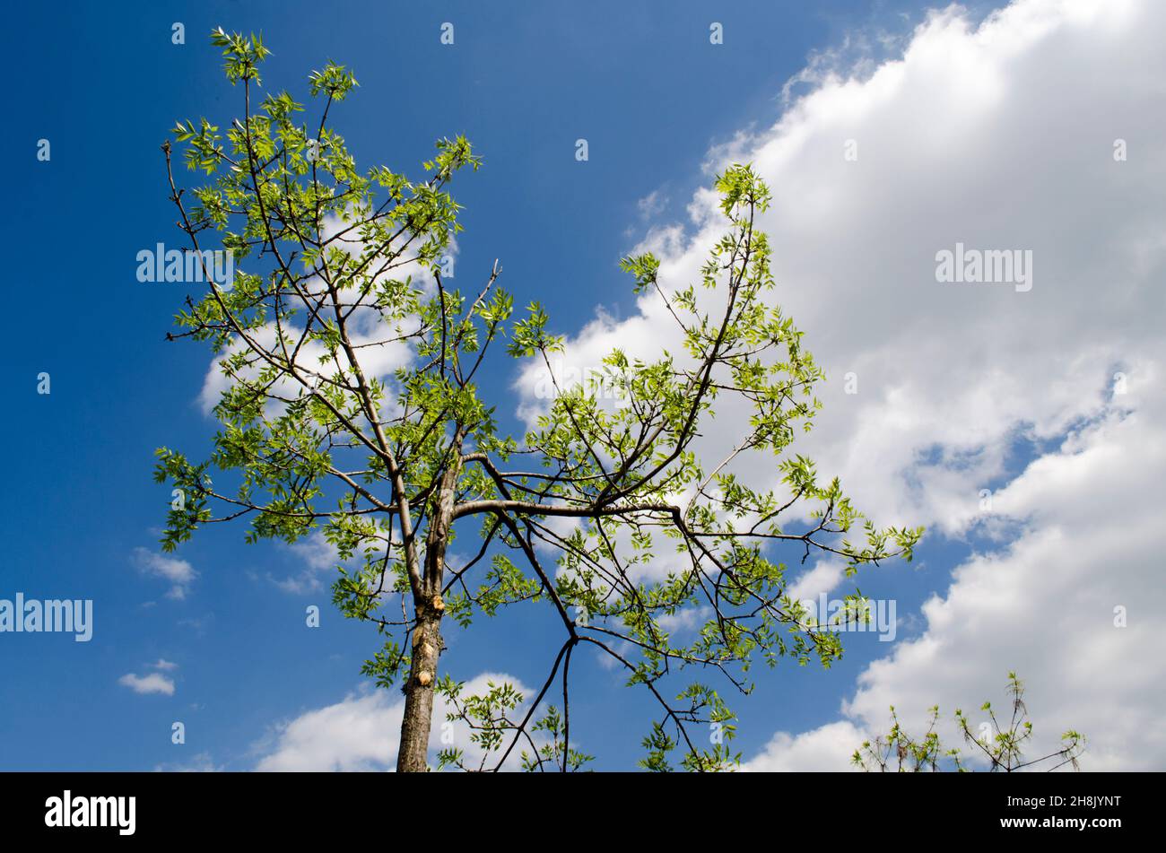 Summer tree in the sun rays. Single tree isolated over the blue sky ...