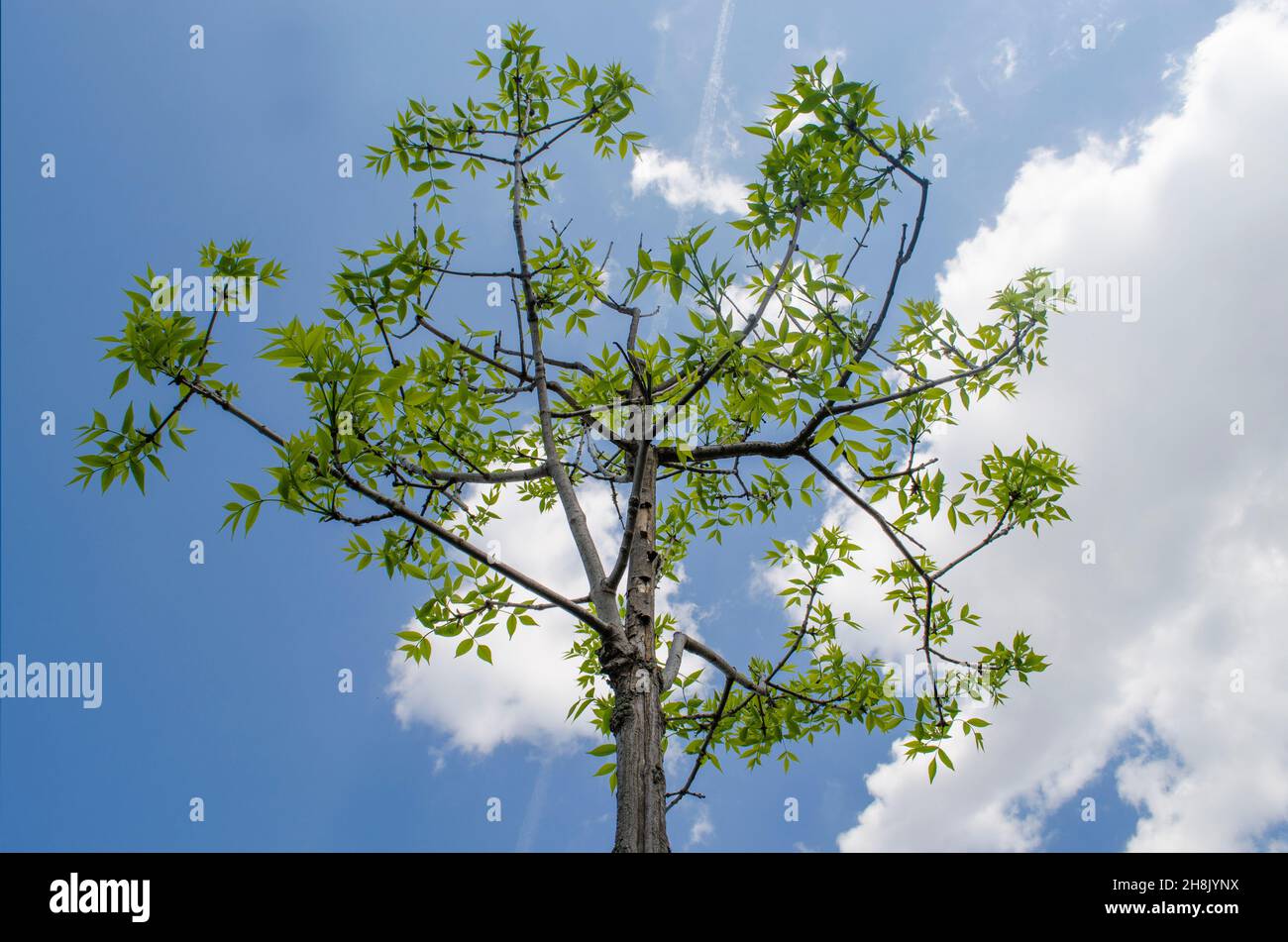 Summer tree in the sun rays. Single tree isolated over the blue sky ...