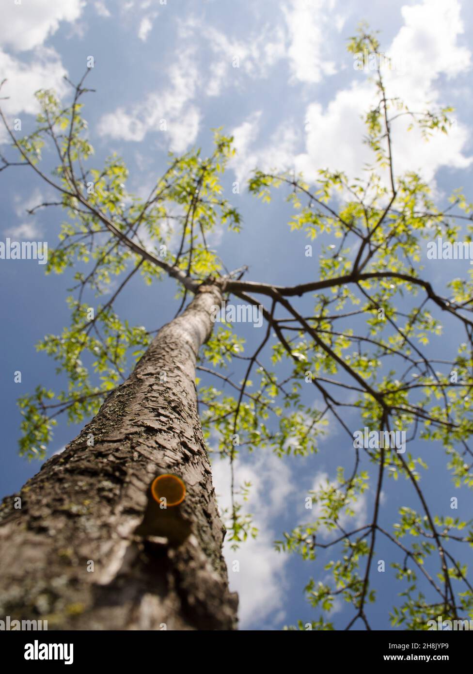 Summer tree in the sun rays. Single tree isolated over the blue sky ...