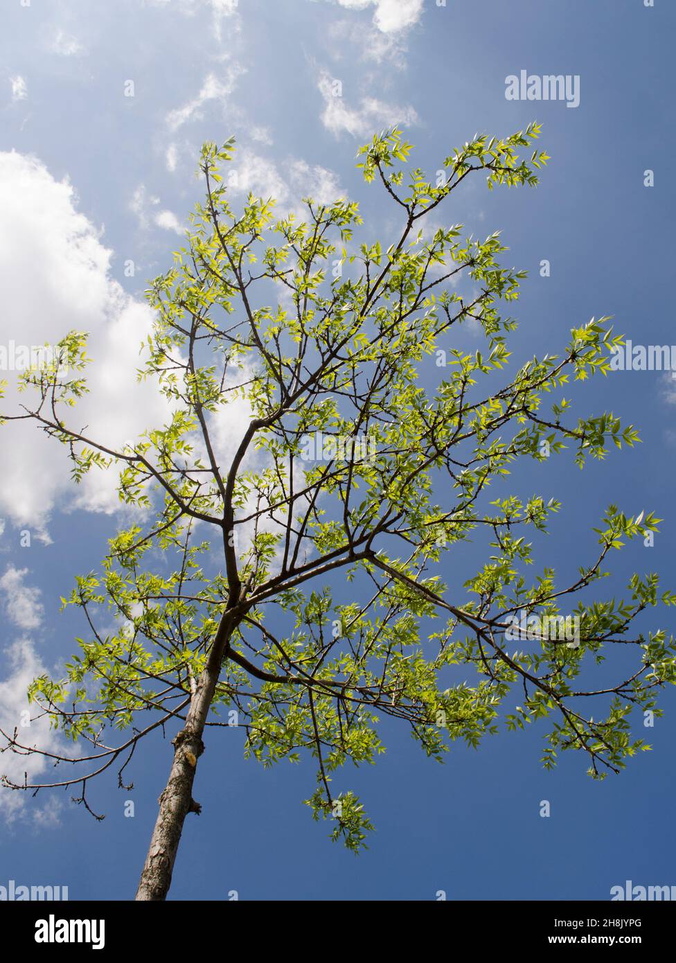 Summer tree in the sun rays. Single tree isolated over the blue sky ...