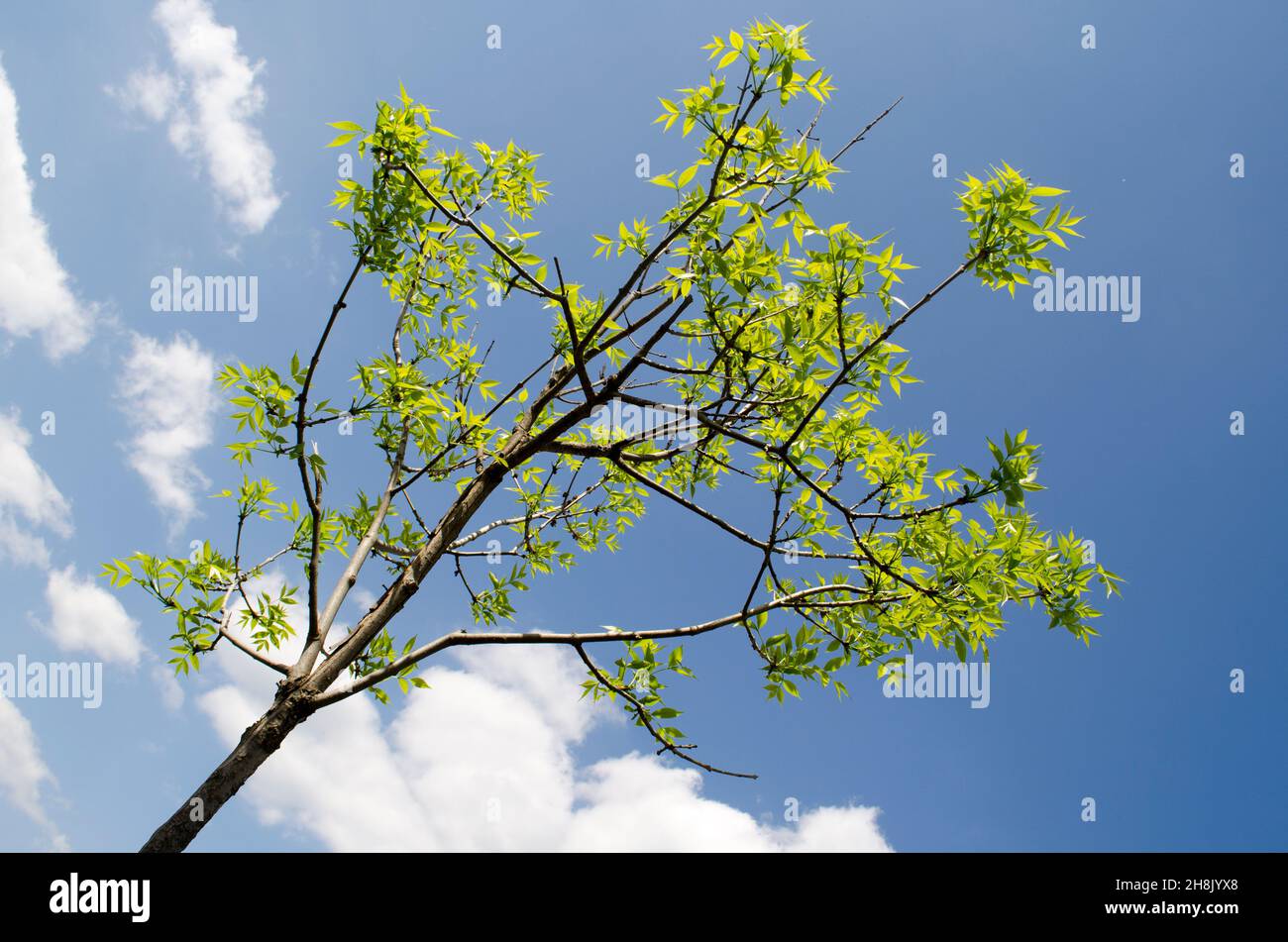Summer tree in the sun rays. Single tree isolated over the blue sky ...