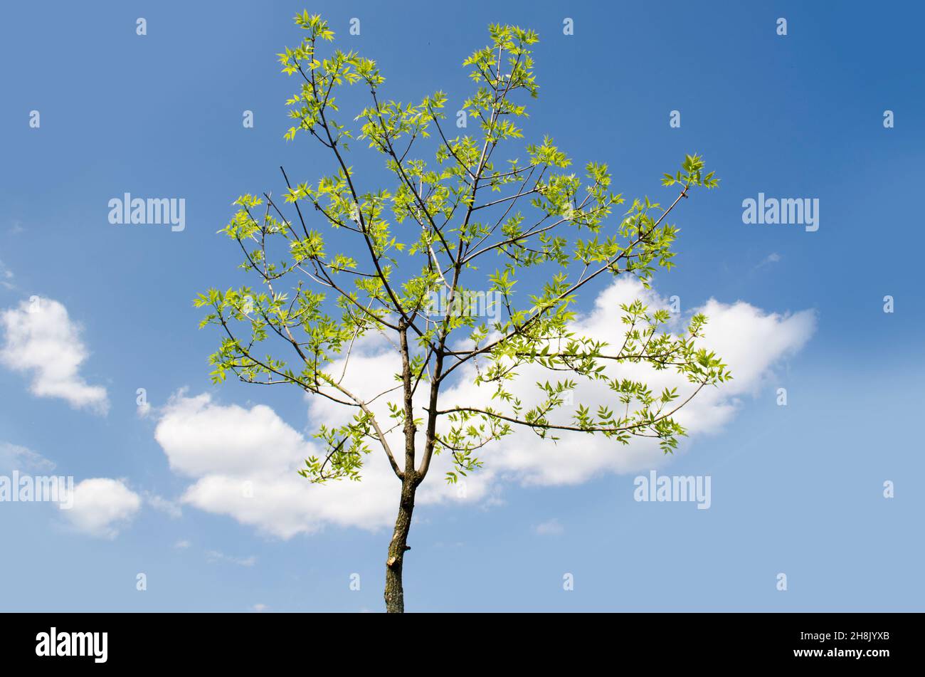 Summer tree in the sun rays. Single tree isolated over the blue sky ...