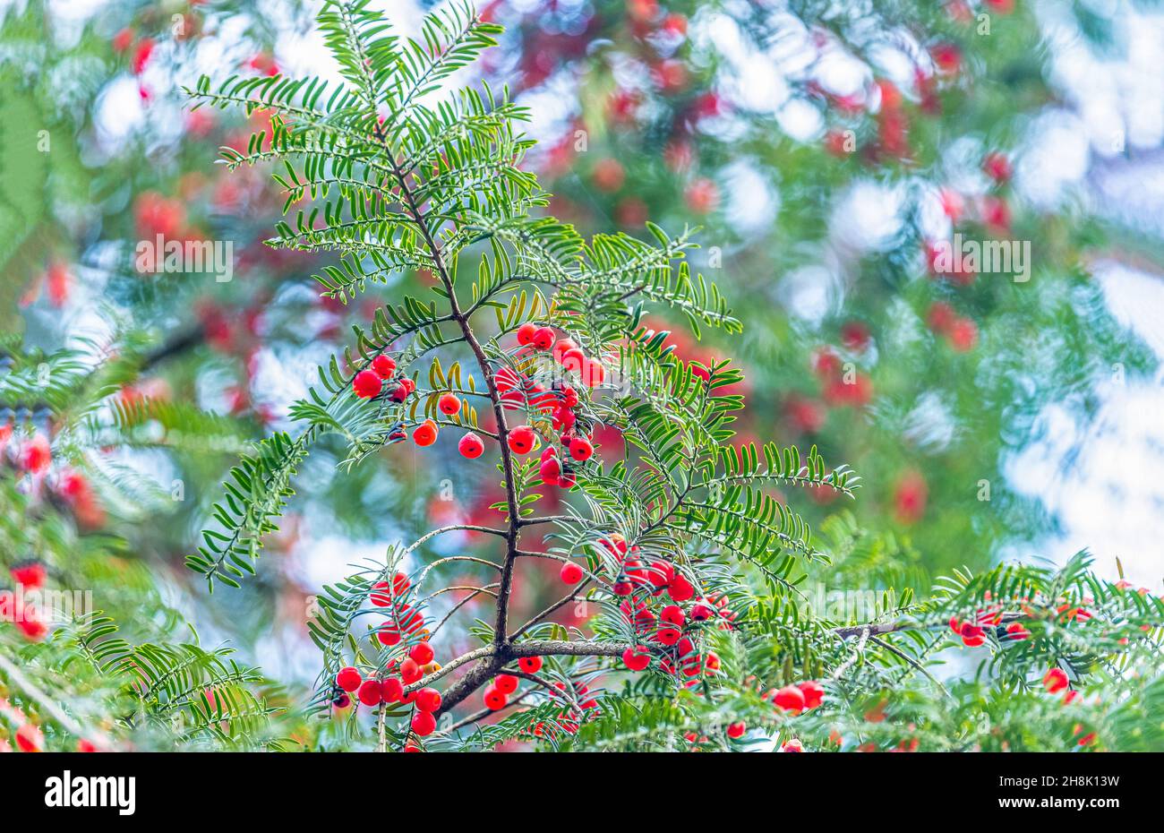 CHONGQING, CHINA - NOVEMBER 23, 2021 - Wild Taxus chinensis fruits are ...