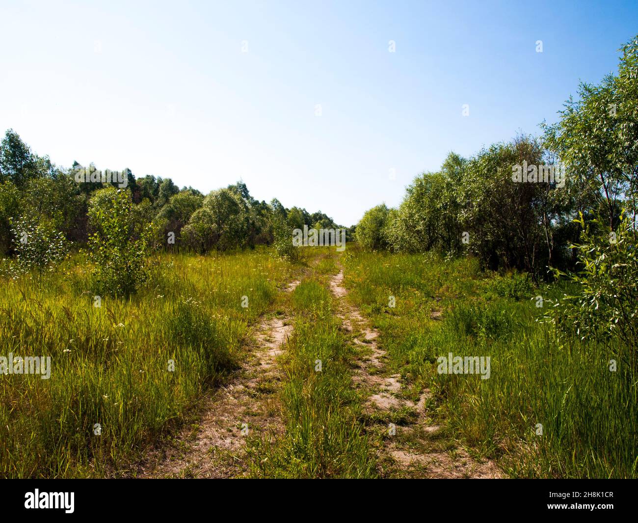 Deep woods in summer hi-res stock photography and images - Alamy