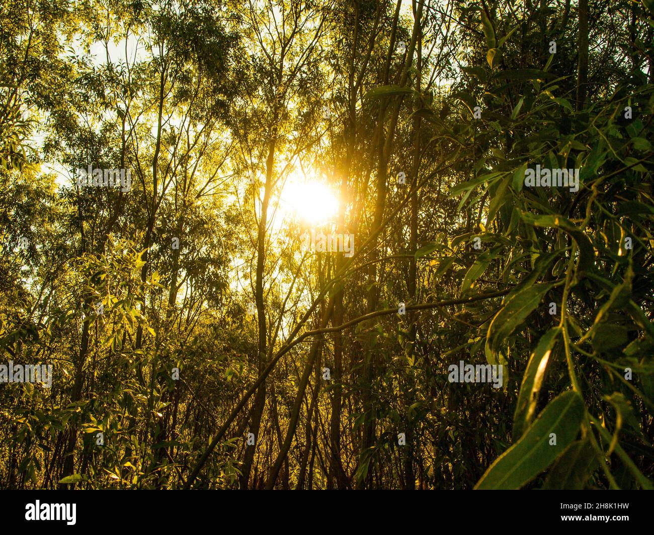 Deep shine hi-res stock photography and images - Alamy